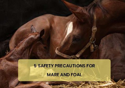 5 Safety Precautions For Mare and Foal