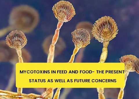 Mycotoxins in Feed and Food | Amino Pharma