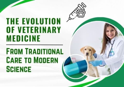 The Evolution of Veterinary Medicine: From Traditional Care to Modern ...